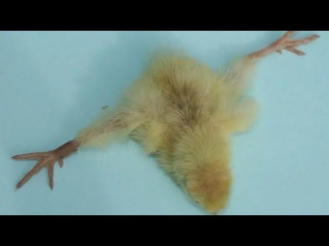 Почему вылупляются шпагатики, вертолётики//у цыплят разъезжаются лапки.