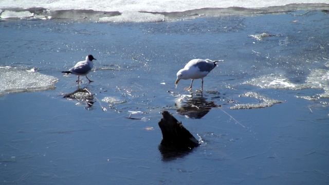 Серебристая чайка ест рыбу