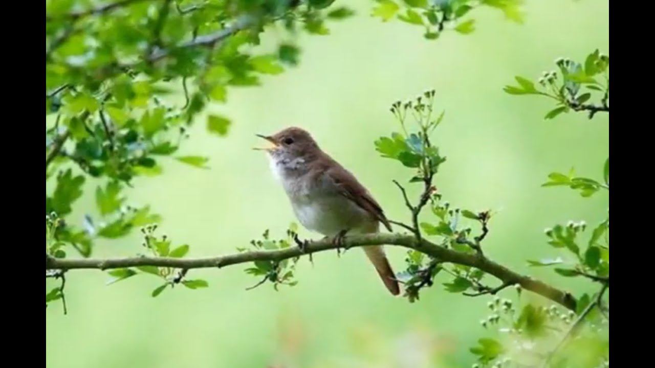 Релакс ( прикол )