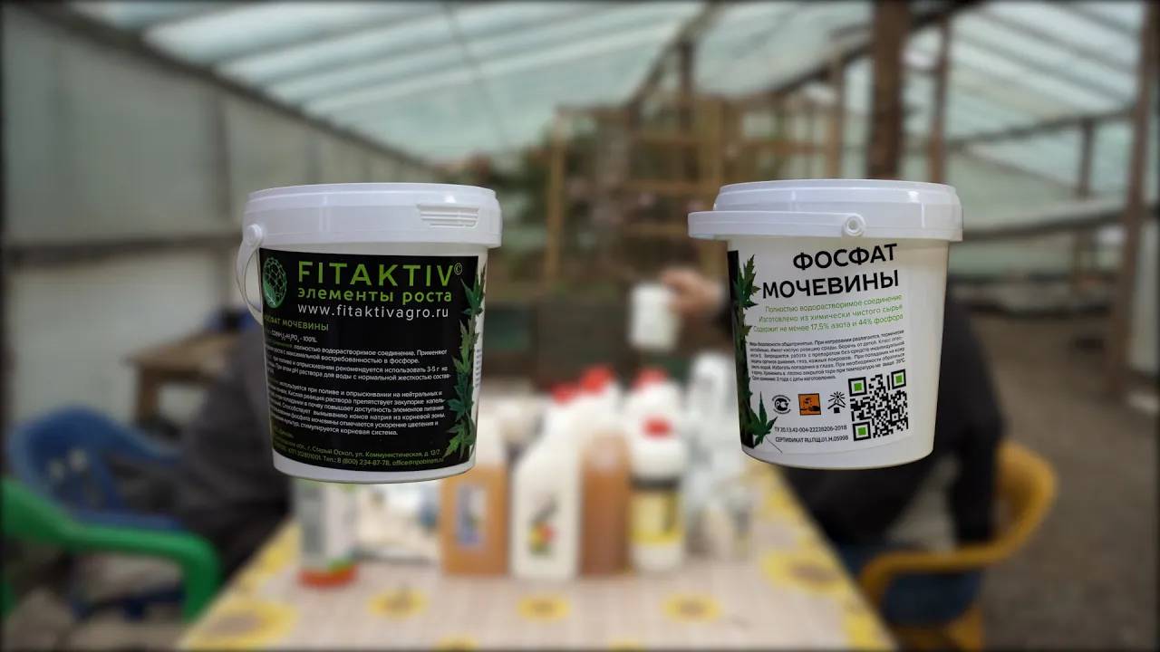 Фосфат мочевины для выращивания самой большой тыквы🎃