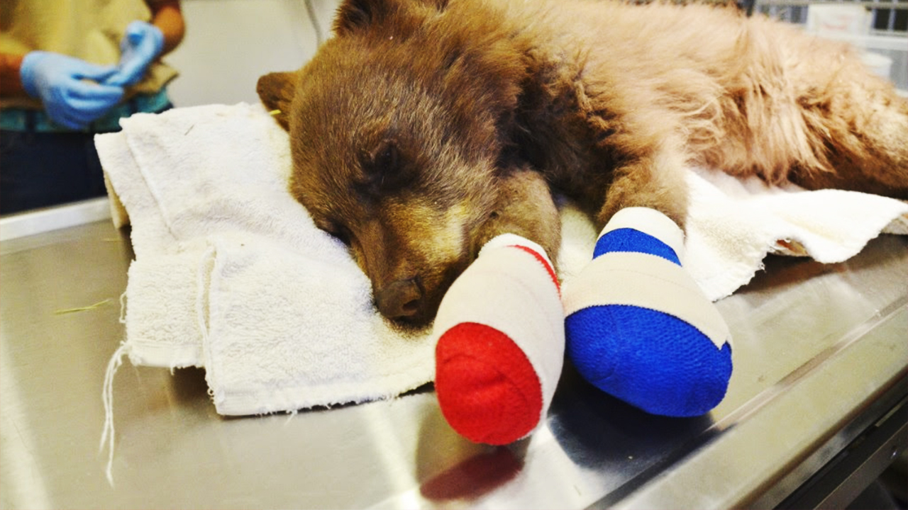 Вокруг бушевал пожар, а он сидел на бревне… Медвежонок остался без мамы, но помощь была рядом!