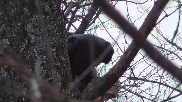 Ворон клюет добычу