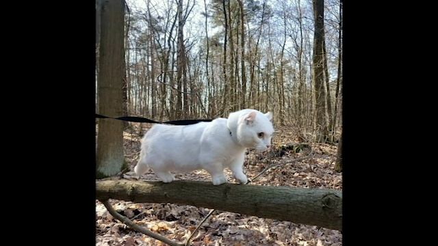 Кинкалоу: описание кошки, характеристики, 104 фото | 101kote.ru