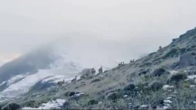 Вот это голос!Продолжение 2. Верв Аксенова! 2024!