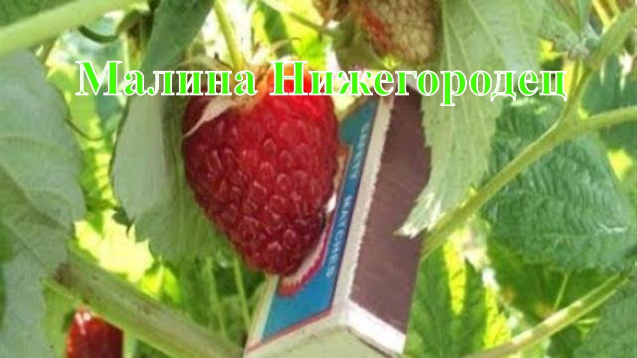 Малина Нижегородец.