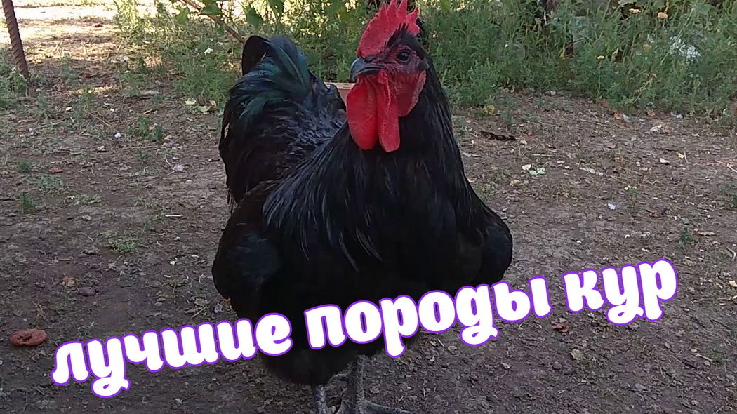 Джерсийский Гигант. Породистые куры. В гостях у Петеньки.