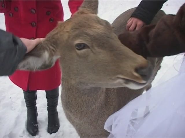 Сафари-парк в п. Шкотово.