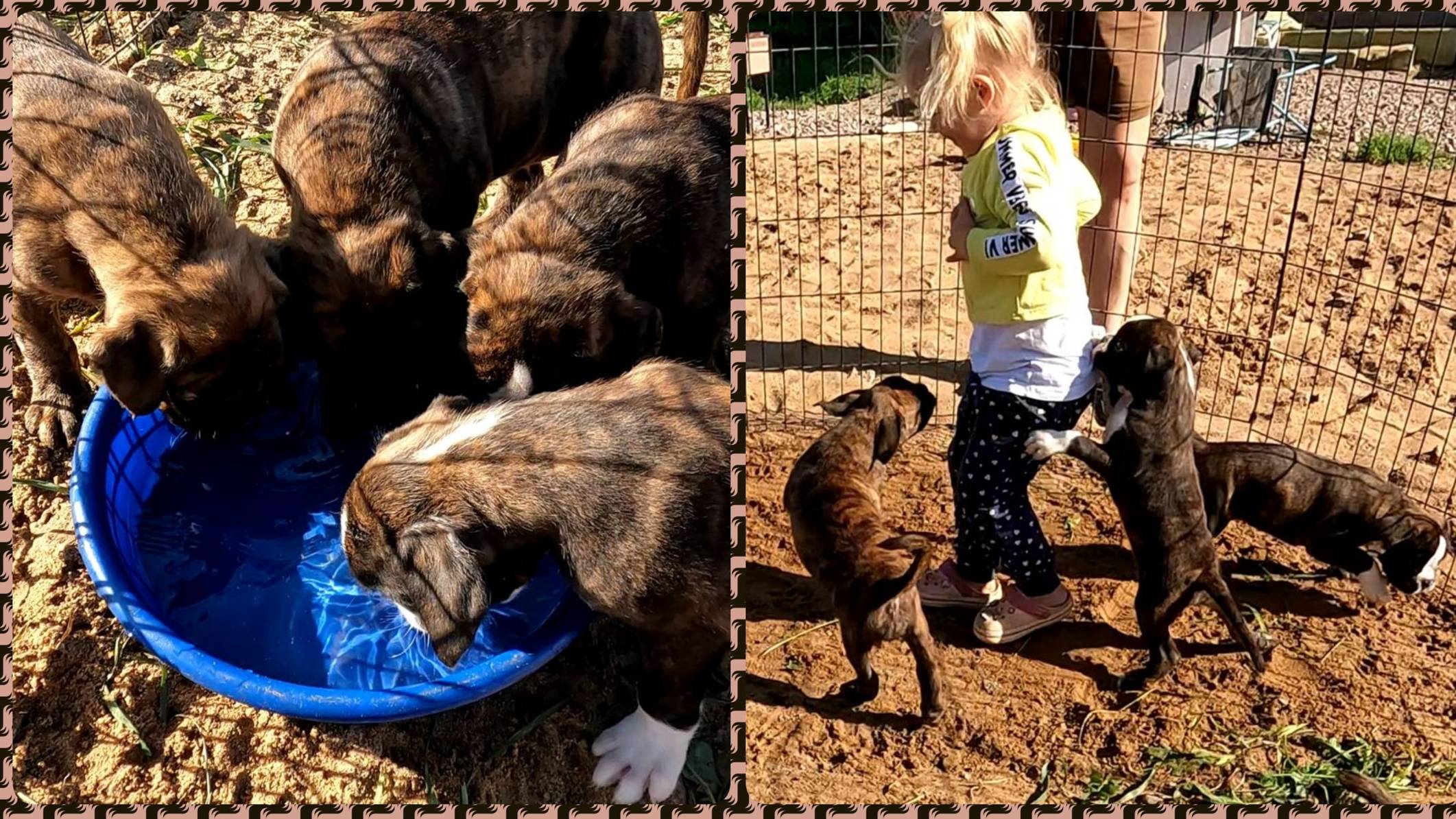 Щенкам боксёра 1,5 месяца. Первая прогулка. Щенячий мукбанг.