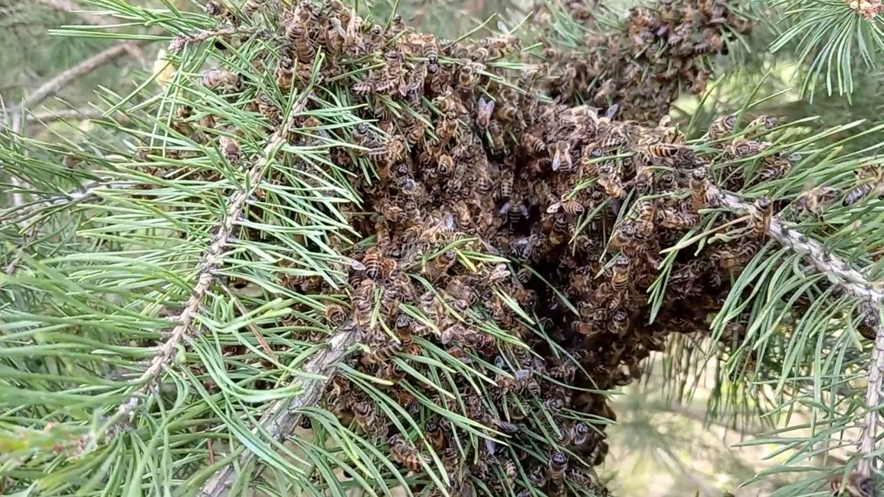 Десятое и Одиннадцатое роение на пасеке (31.05.2024 года)