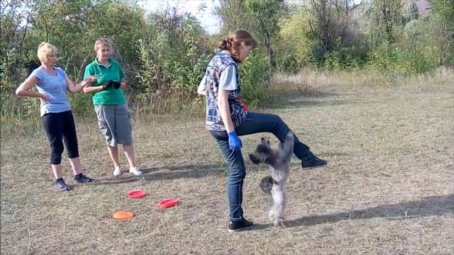 Миниатюрный пудель Ника и фризби-фристайл).mp4