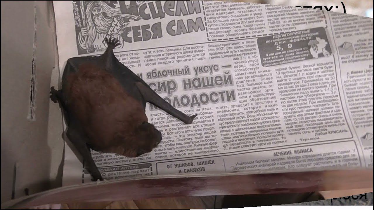 Нежданный гость)))