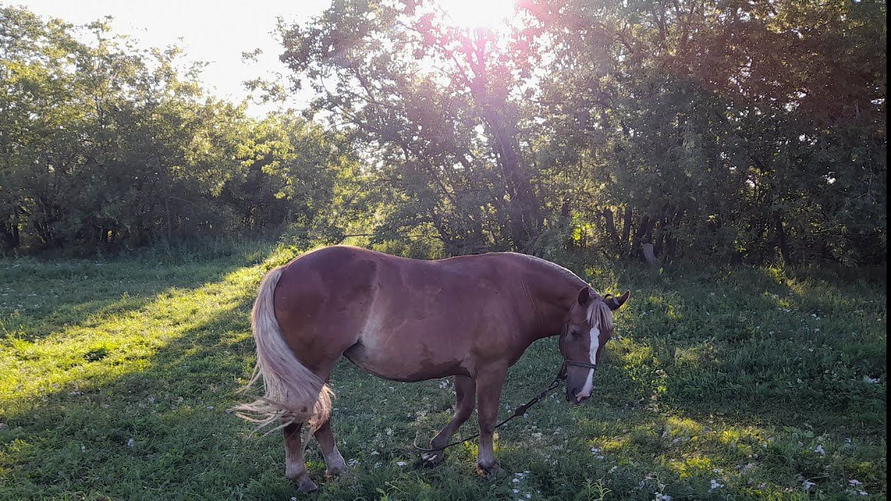 поселок сельского типа Падунская
