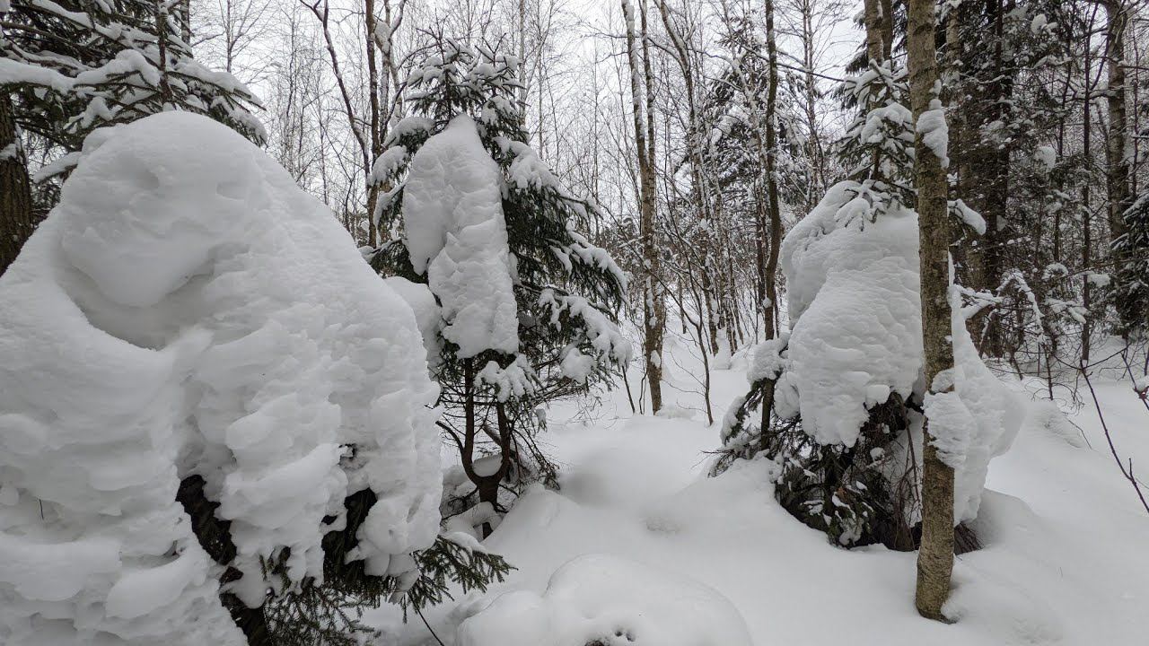 Соколка 11.02.2022