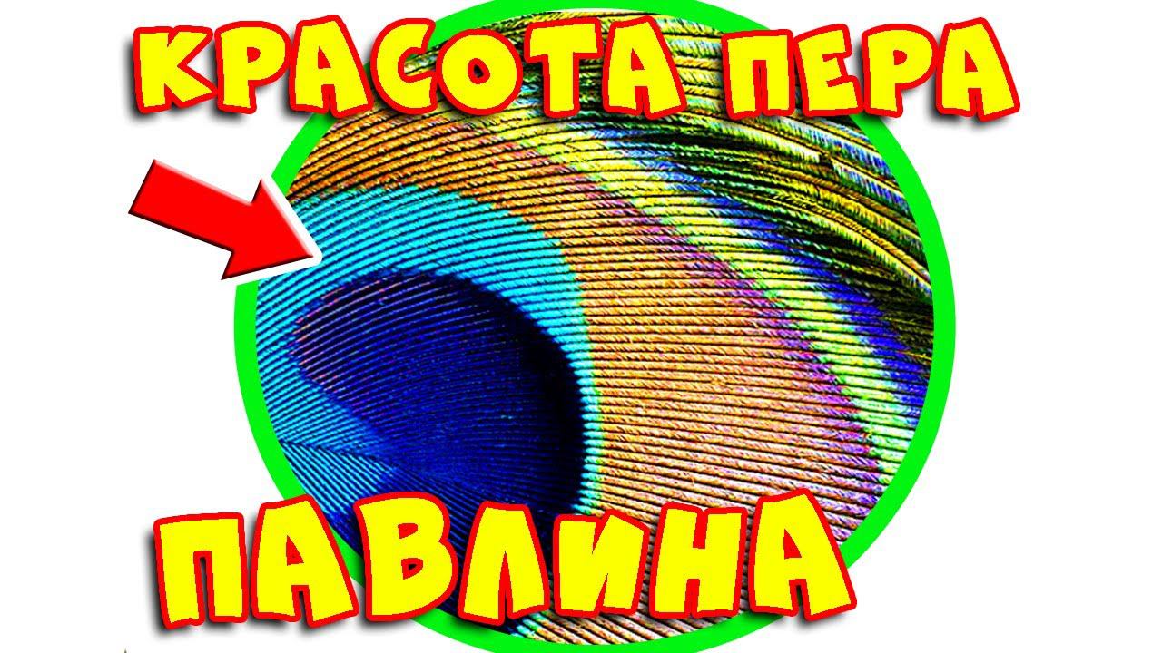 ПЕРО ПАВЛИНА: КРАСОТА узоров и КРУПНЫЙ ПЛАН павлиньего пера
