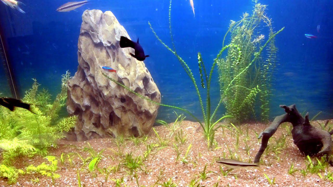 Красивые рыбки в большом домашнем аквариуме и спокойная приятная музыка