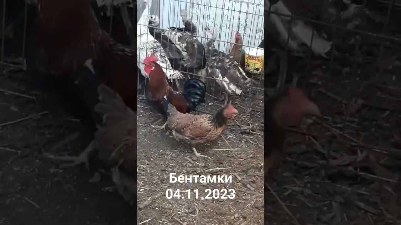 Бентамки, 4 ноября 2023 г.