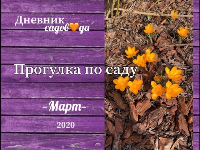 Сад быстро просыпается. С чего начать сезон? Работы в саду весной. Архив. Дневник садовода