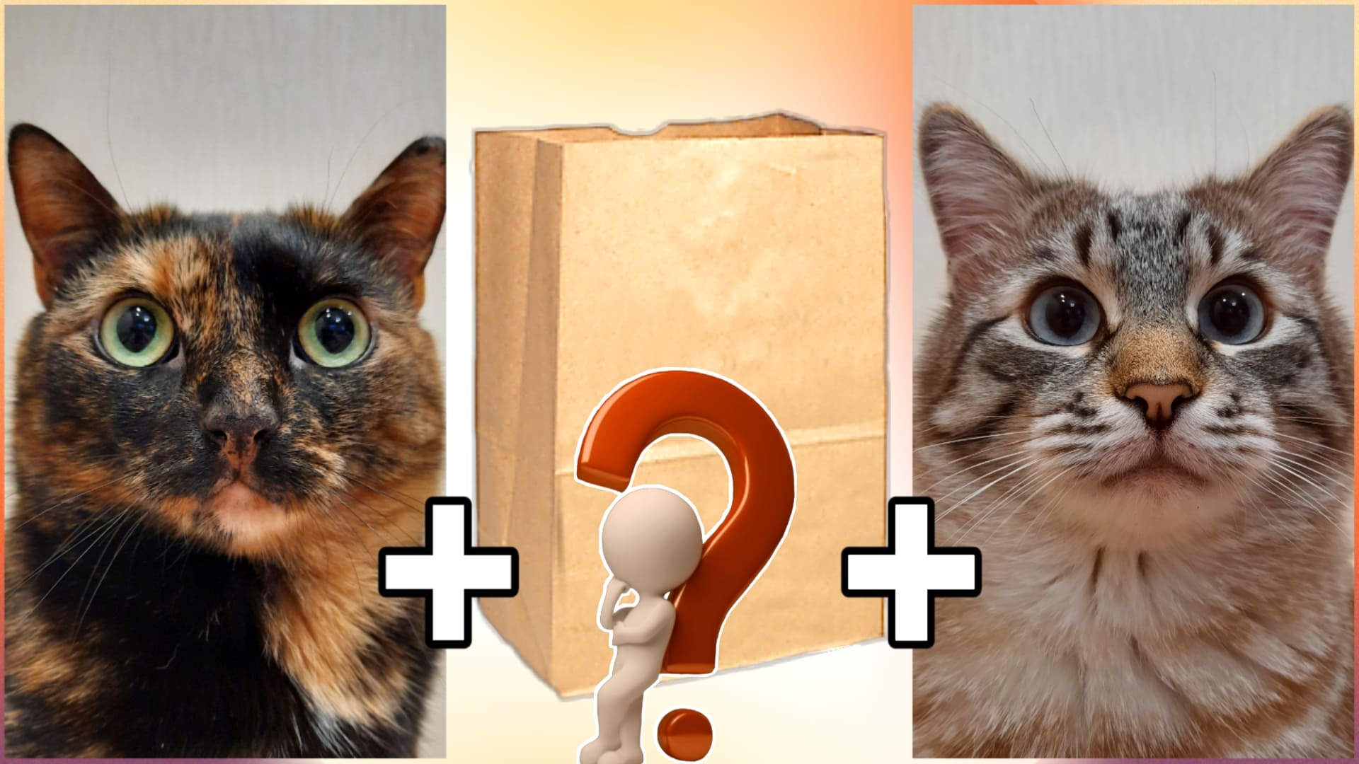 Два кота и Домик из картона