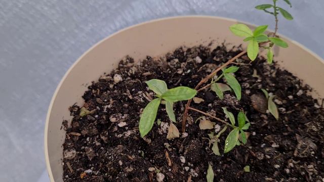 Вариегатный крупнолистный новый 10