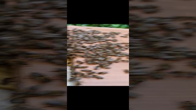 Исправление отрутневевшей пчелосемьи