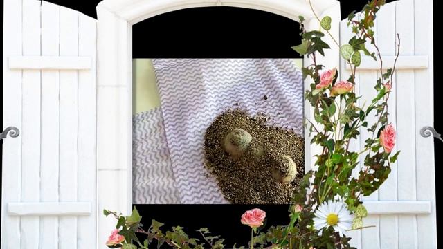 Гиацинты КАК ХРАНИТЬ с весны до осени.mp4