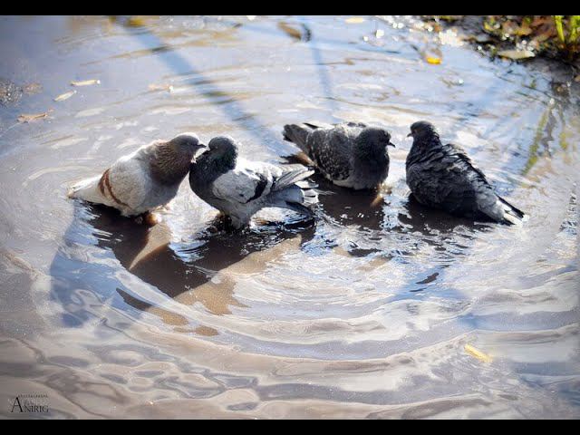 Банный день