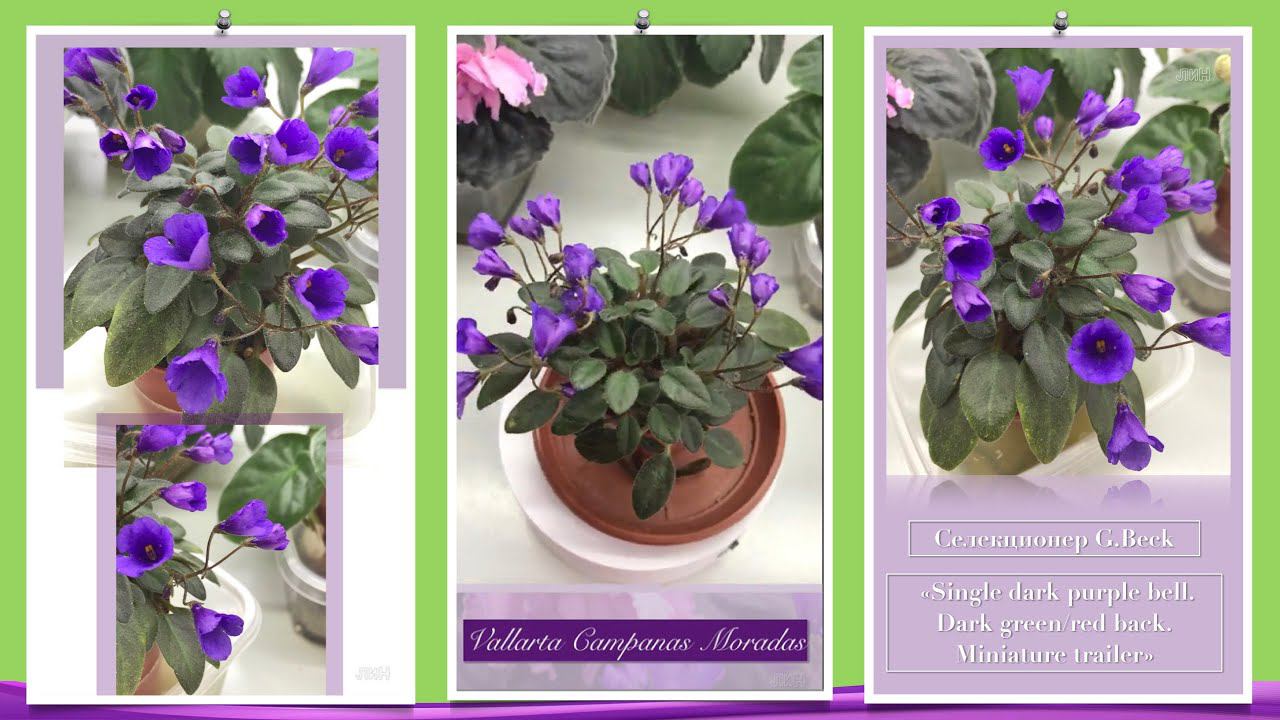 Новинка коллекции фиалка Vallarta Campanas Moradas: описание сорта и личные впечатления от сорта