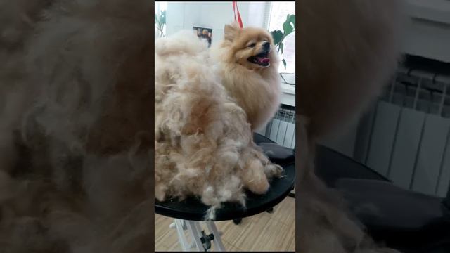 Причесали пëсика