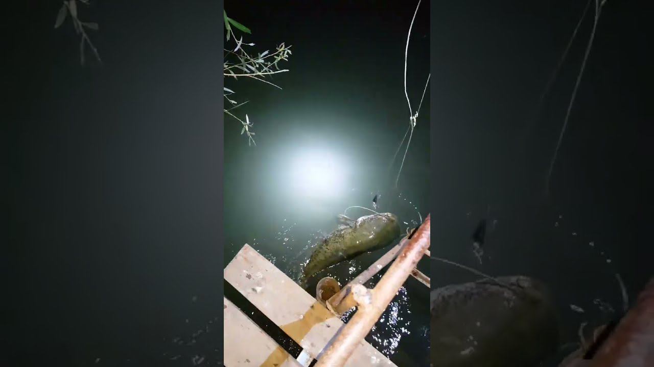 Поймали Огромного Сома Рыбалка в Дагестане