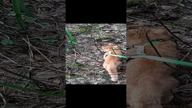 гуляем по лесу #shorts