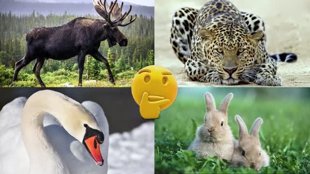 Развивающее видео для детей про животных | Угадай, где правильный ответ! | Выпуск 4