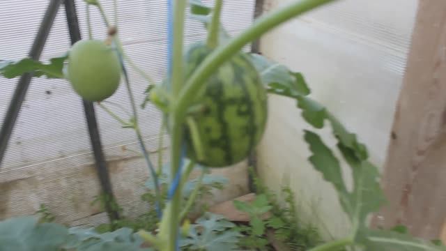 Арбузы и дыни в теплице. Часть 7. (27.06.21)