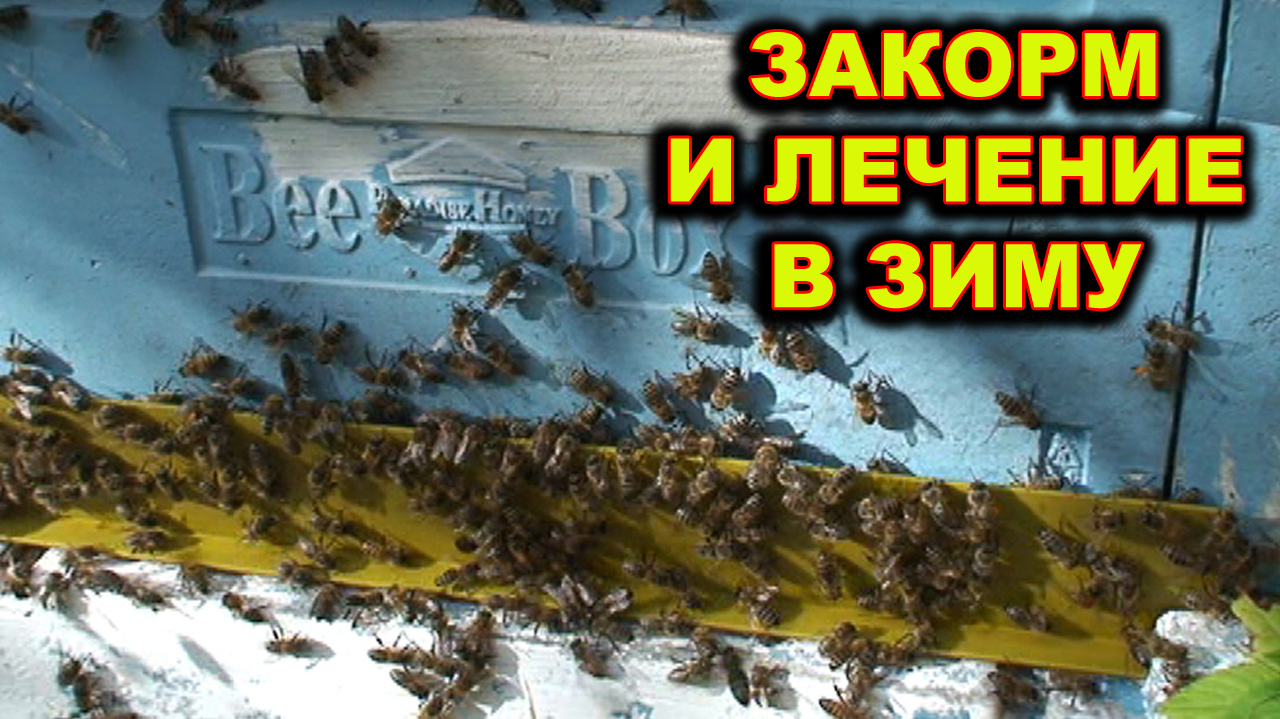Закорм и лечение пчёл в зиму. Про суеверия.