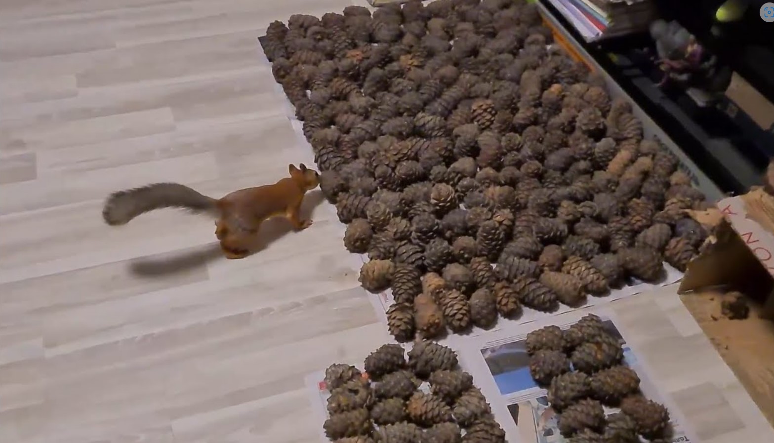 Белка и орехи (Новая партия кедровых шишек) ?️