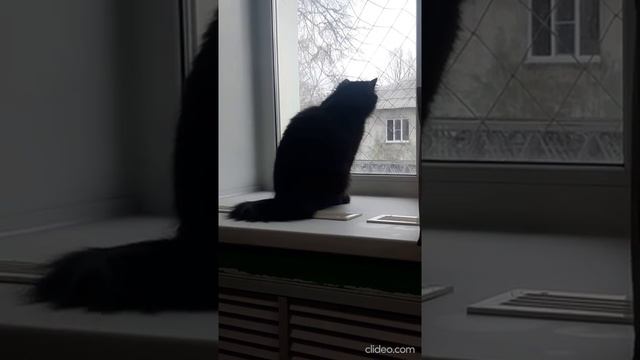 кот Василий на лекции