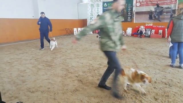 10-04-21 Выставка собак _ВЕСНА -2021_ САС VII группы FCI + SPECIALTY БРЕТОНСКИЙ ЭПАНЬОЛЬ..mp4