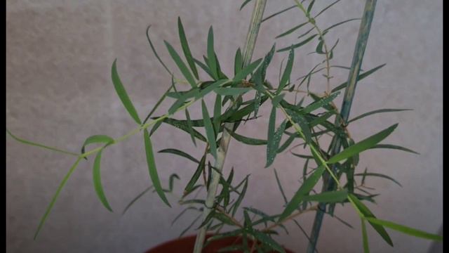 Мелалеука льняная