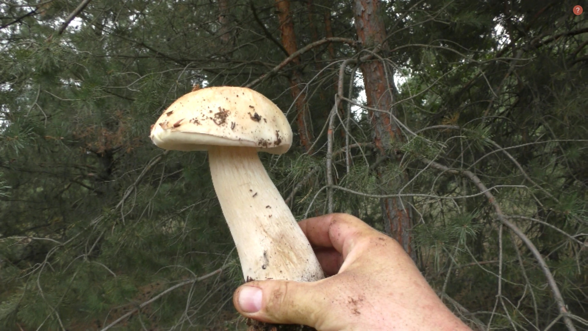 Белые грибы  в сосновом лесу.