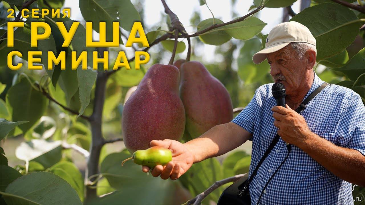 Груша, вкусная и выгодная культура. Семинар с.Малакановское, серия 2