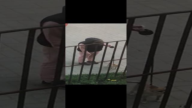 я гуляю собакой люсей