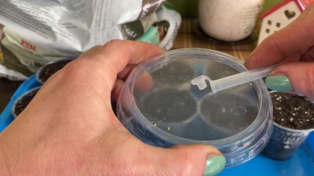 Сеем кустовую махровую петунью для раннего цветения???