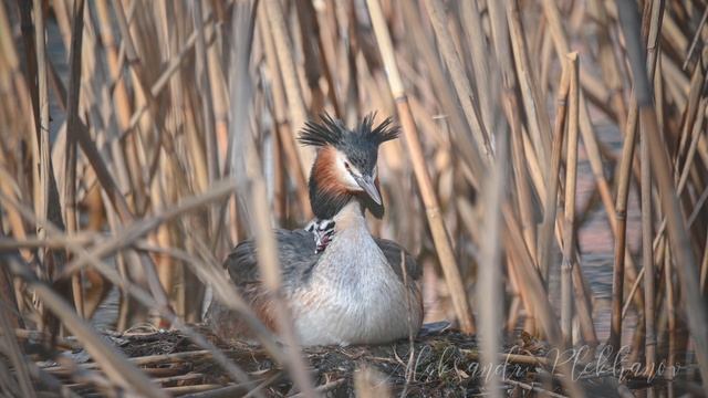 Из жизни чомг