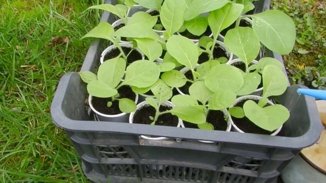 Подкормка рассады табака после пикировки