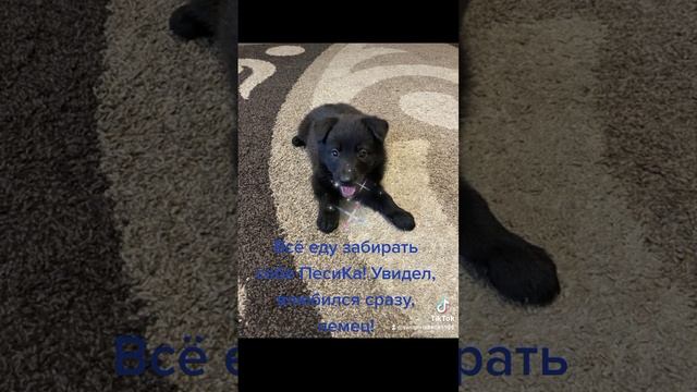 скоро моей Кошке будет совсем не Скучно!)