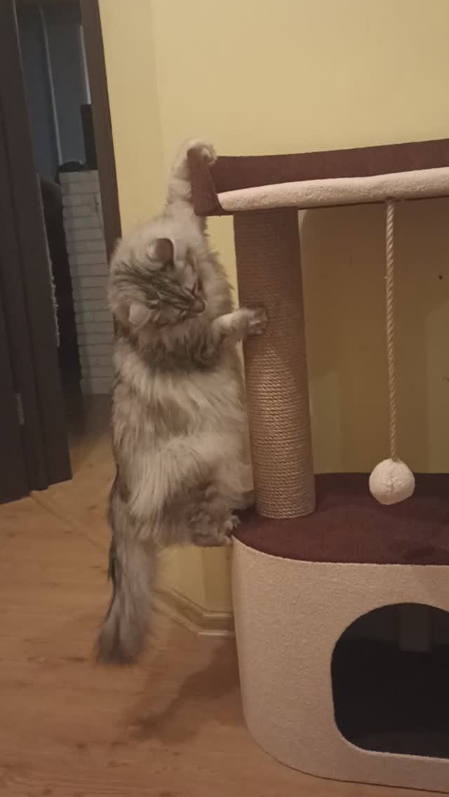 У Мурки новый домик