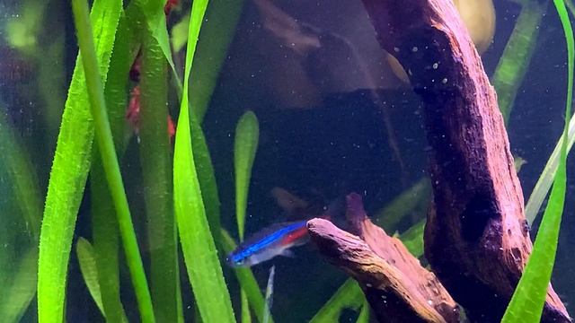 Видео сиамского петушка