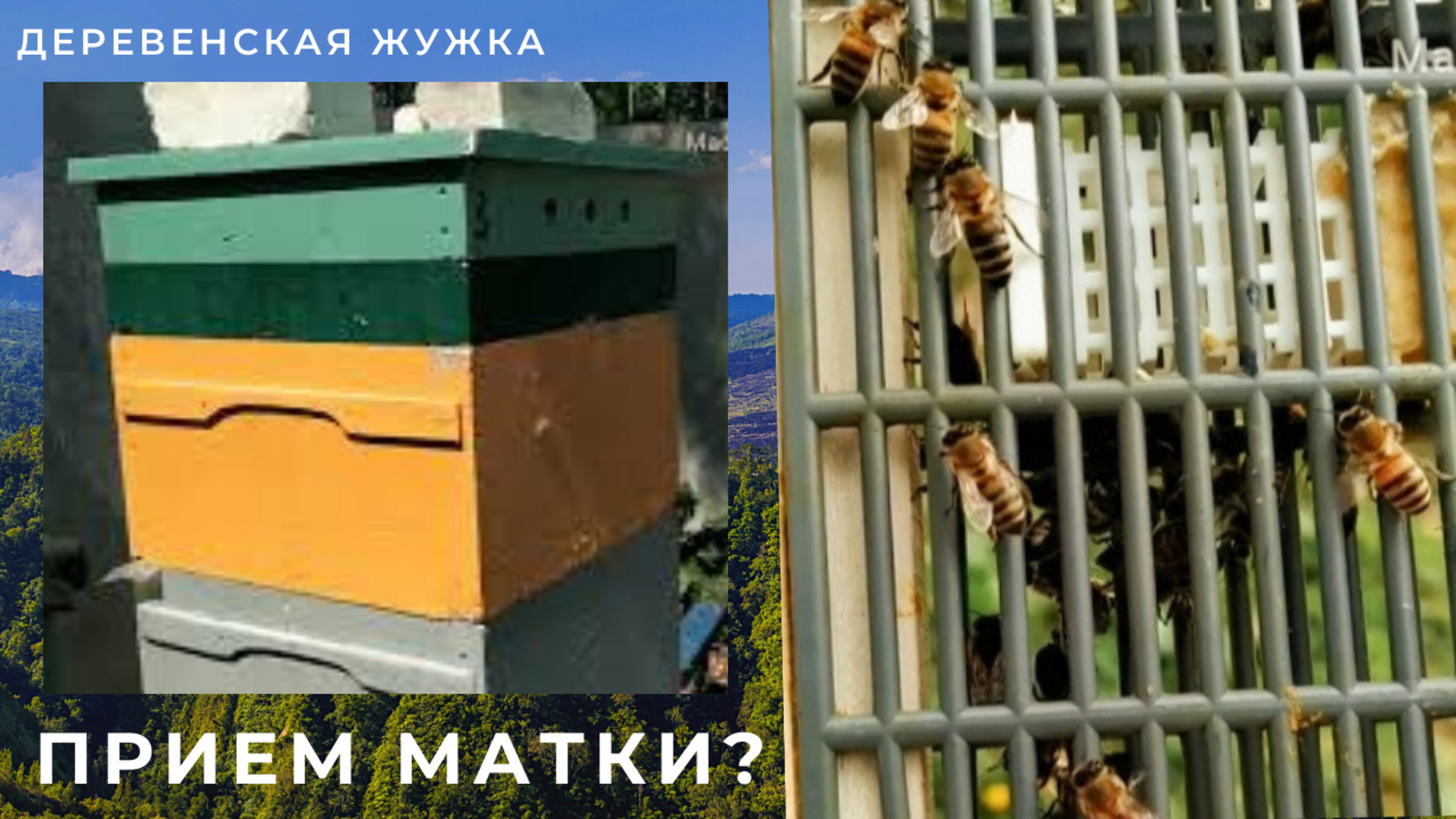 Пчелы. Семья на трех корпусах. Прием матки (Bee.)