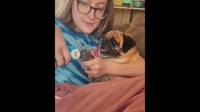 СОБАКИ - БОЯКИ : ))