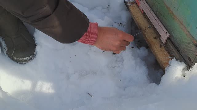 Первые результаты зимовки пчёл на воле 2024