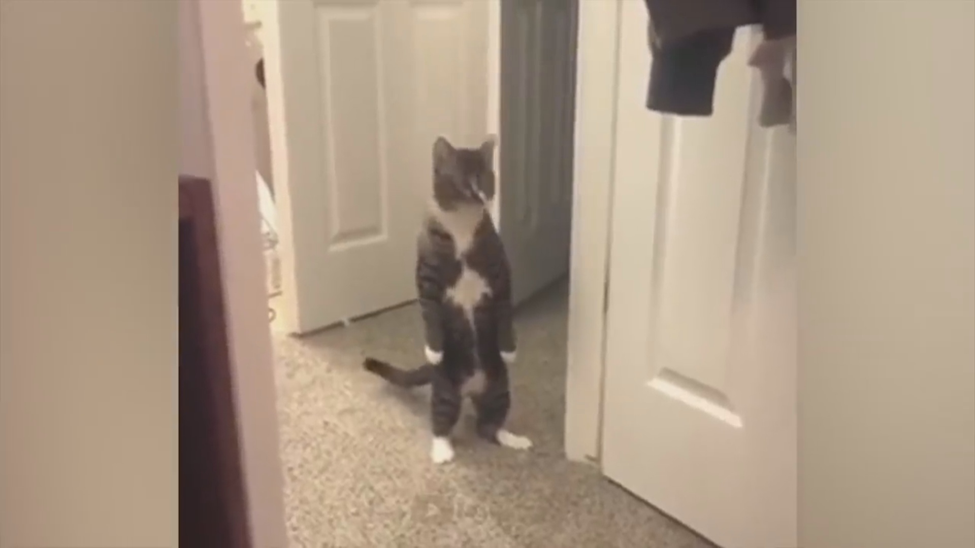 Приколы с котами и собаками. Смешные животные.